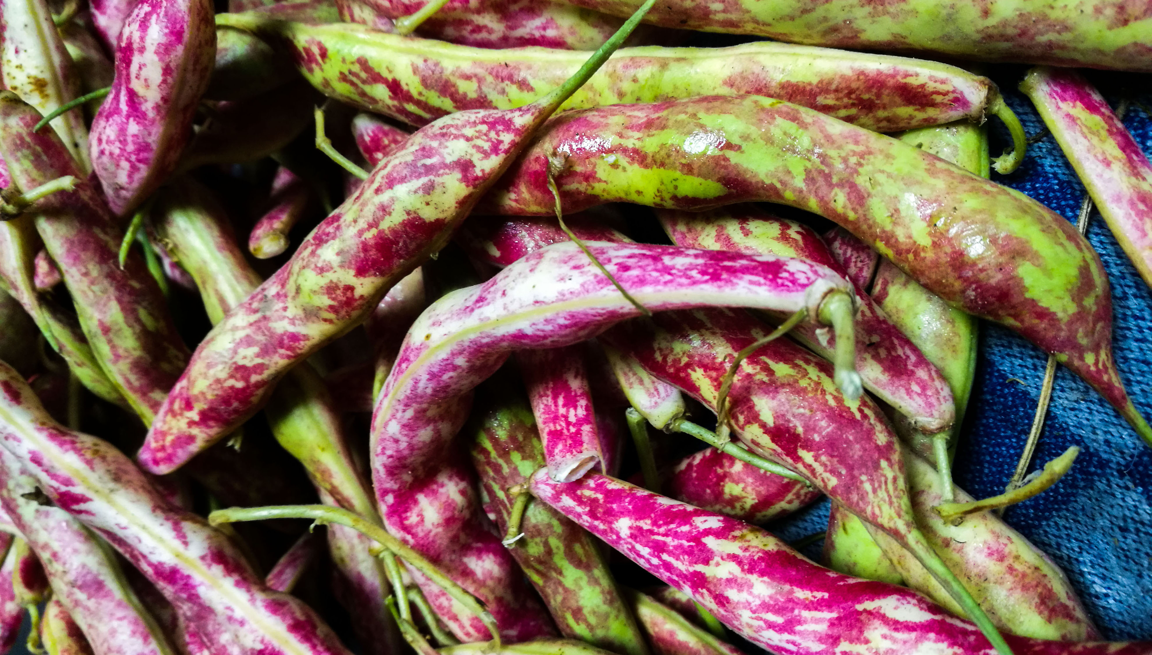 De borlottiboon: van kievitsboon tot bruine boon | Dinner at Six